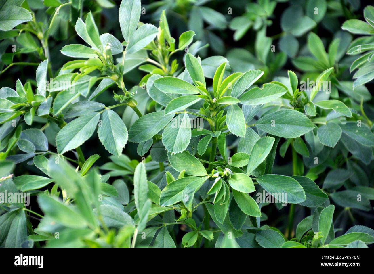 In the spring farm field young alfalfa grows Stock Photo - Alamy