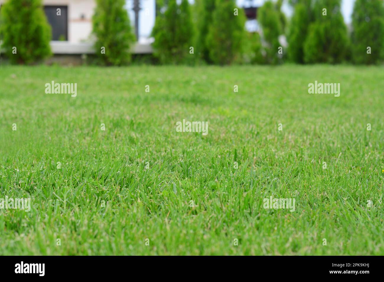 Beautiful green lawn with freshly mown grass outdoors Stock Photo - Alamy