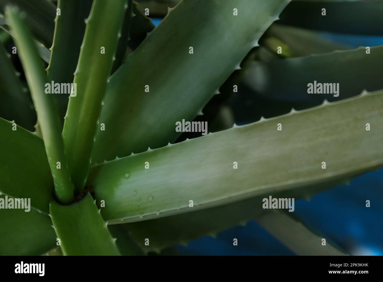 Closeup view of beautiful green aloe vera plant Stock Photo - Alamy