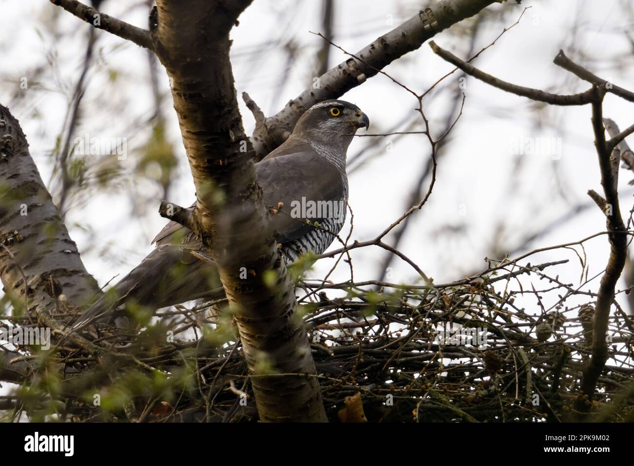 the nest is ready... Northern Goshawk ( Accipiter gentilis ), female ...