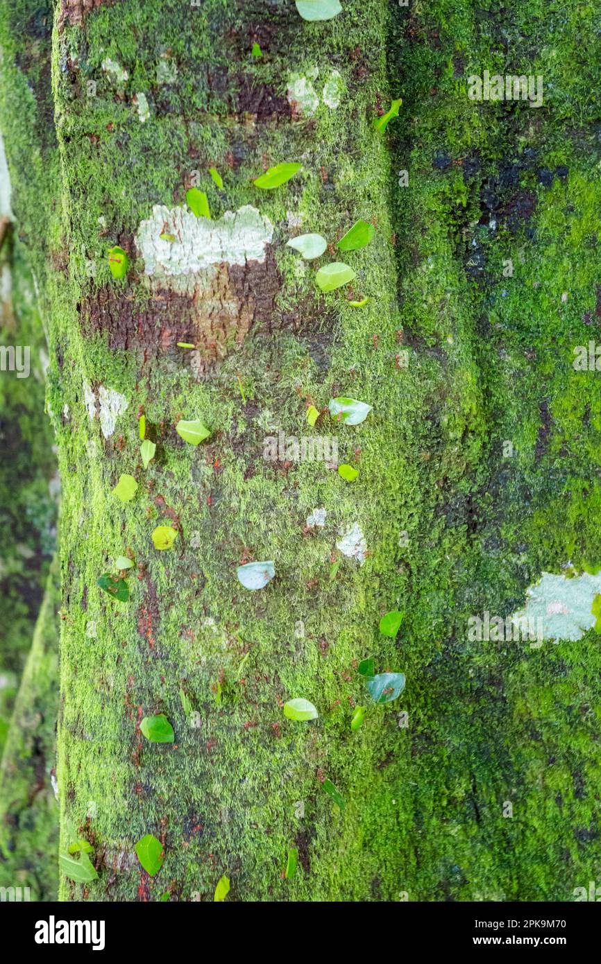 Beautiful ants working in Agua Azul cascades park in Palenque, Mexico ...