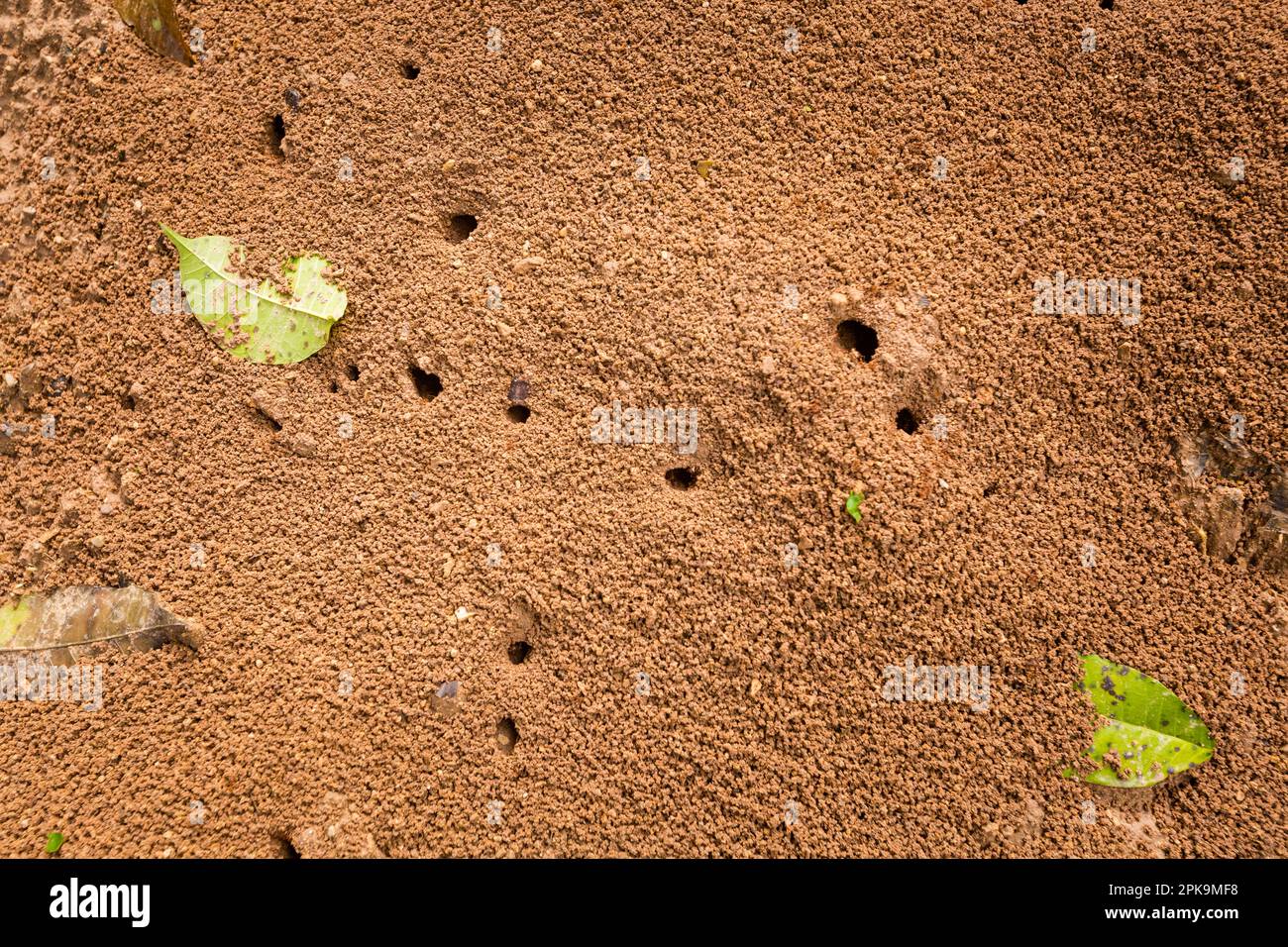 Beautiful ants working in Agua Azul cascades park in Palenque, Mexico ...