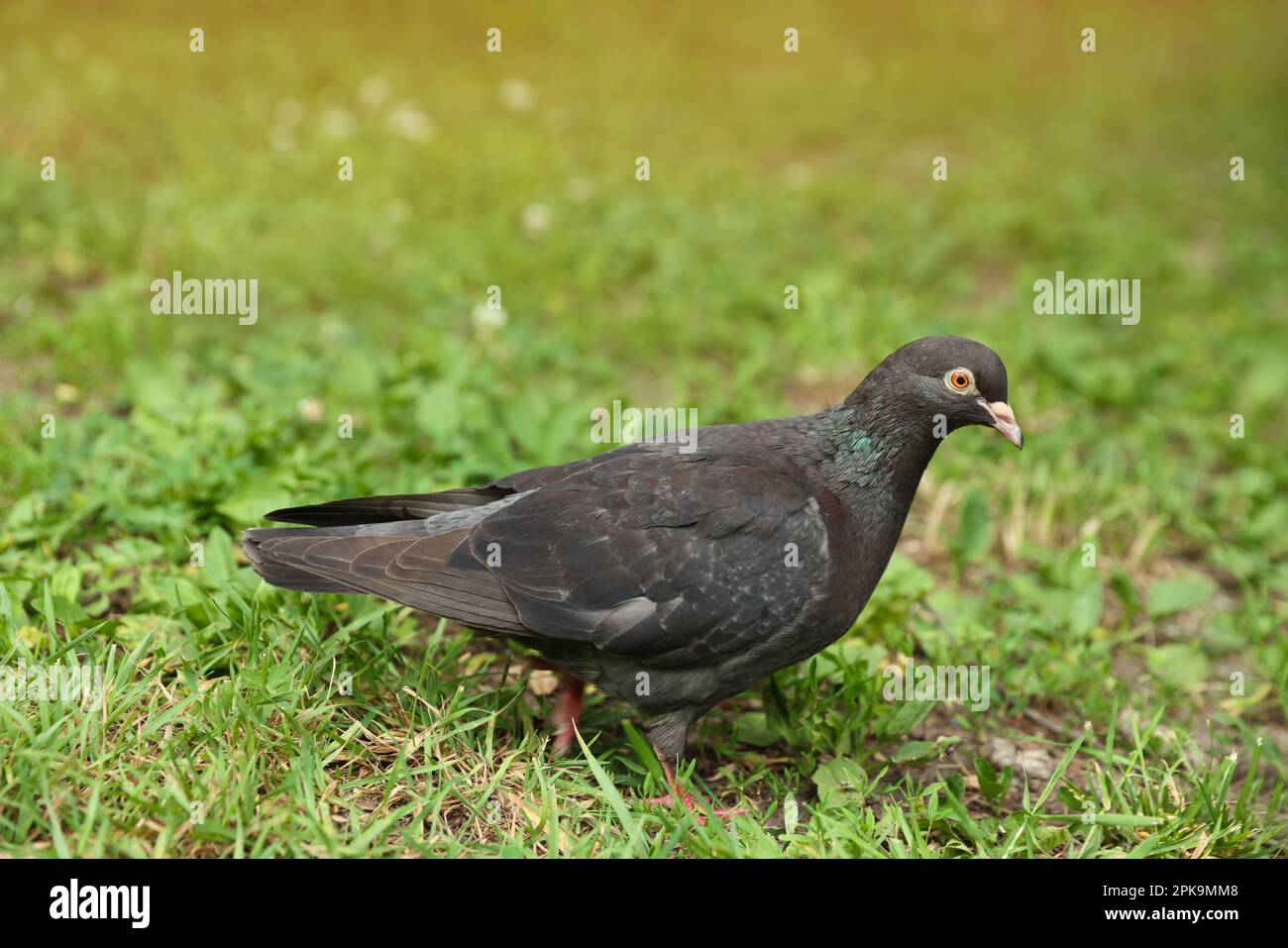 Avian dark green plumage hi-res stock photography and images - Alamy