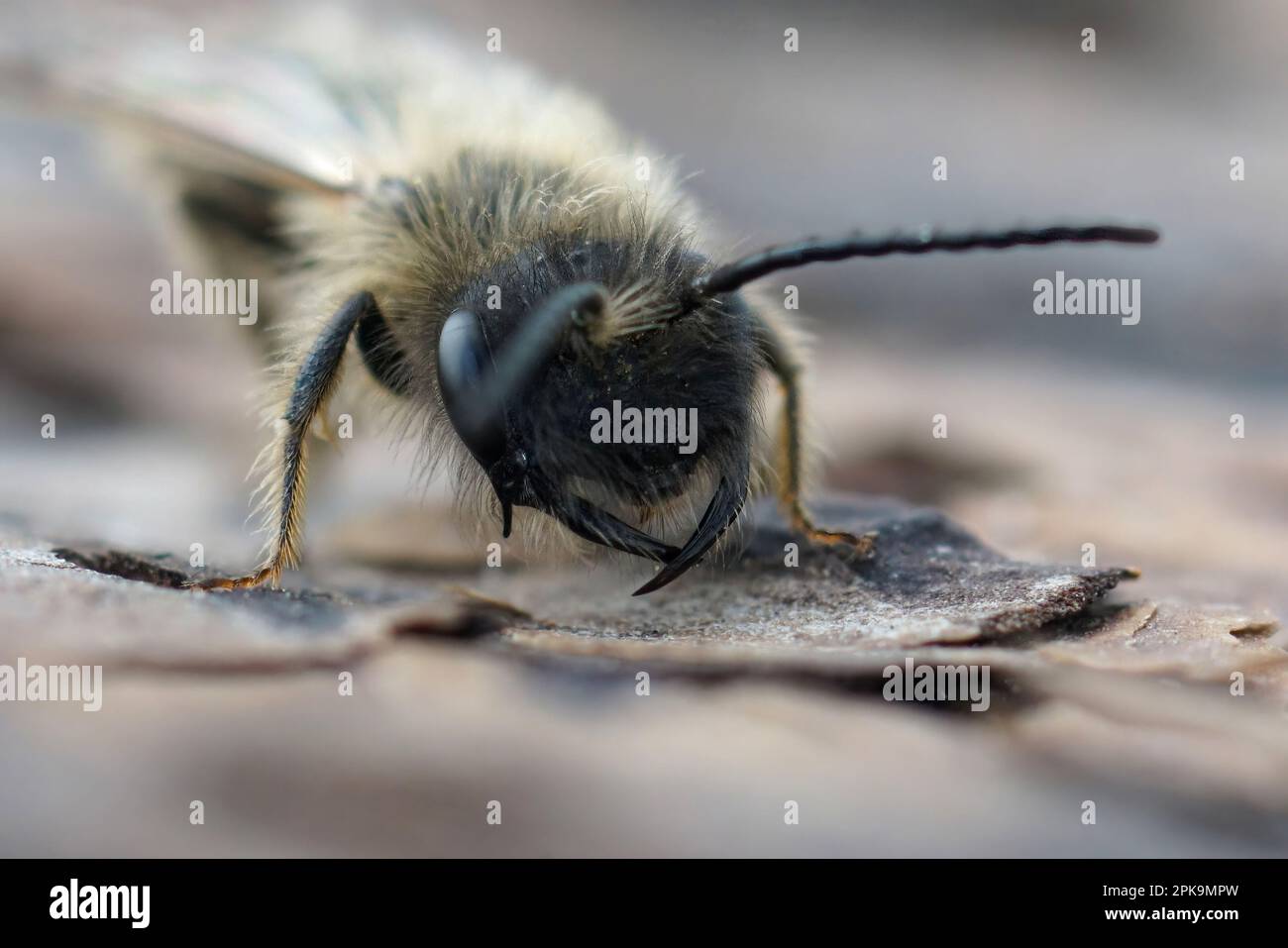 Detailed closeup on a male of the rare Trimmers mining bee, Andrena ...