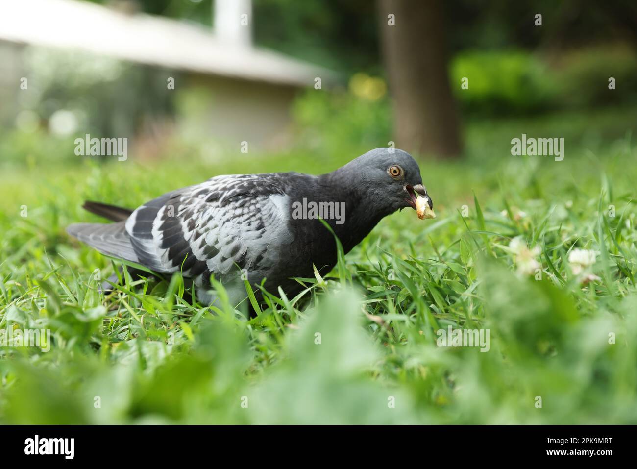 Beautiful grey dove eating bread crumb on green grass outdoors Stock ...