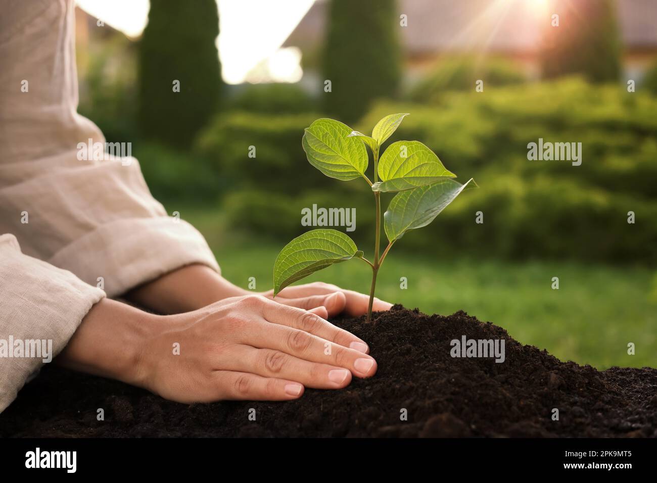 Planting tree seedling in soil hi-res stock photography and images - Alamy