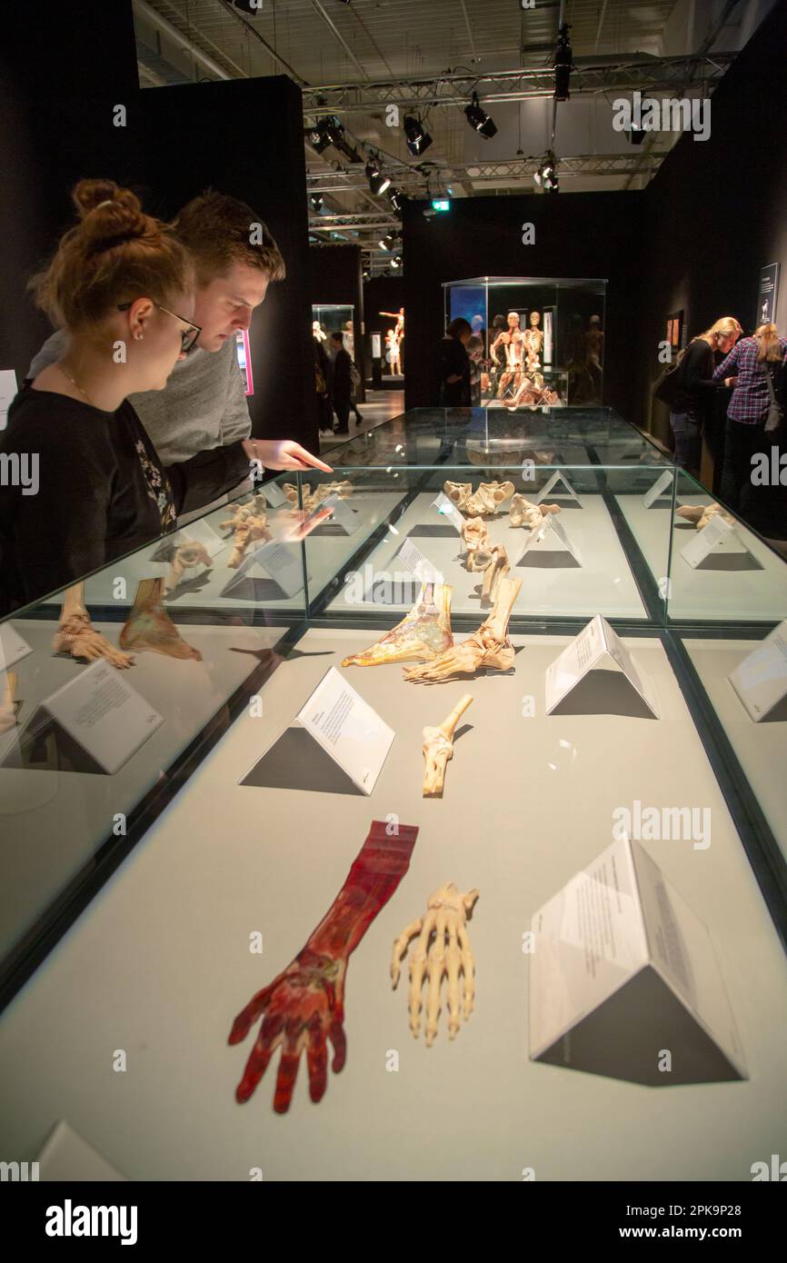 09.01.2018, Poland, Wielkopolska, Poznan - Exhibition Body Worlds & The ...