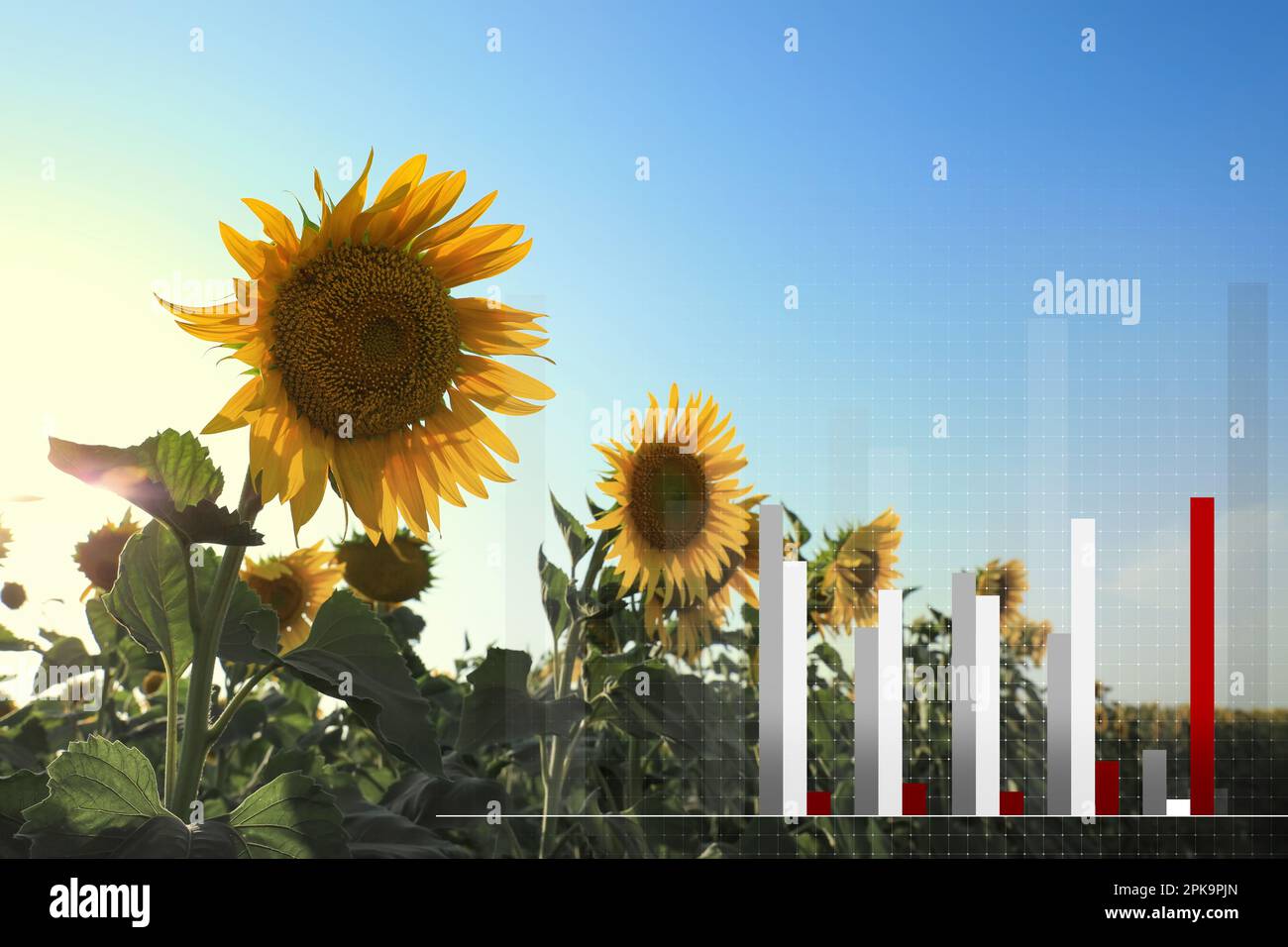 Agricultural crisis. Sunflower field and illustration of graph showing ...