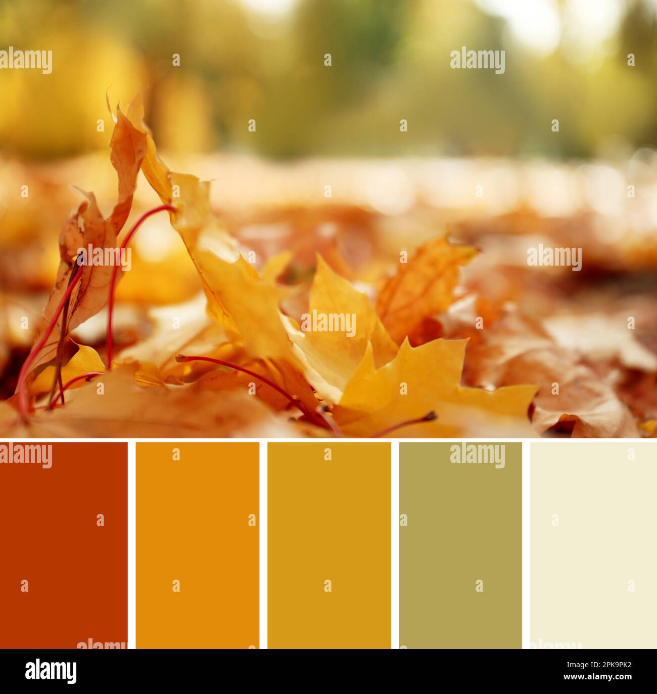 Palette of autumn colors and yellow leaves on ground in park, closeup ...