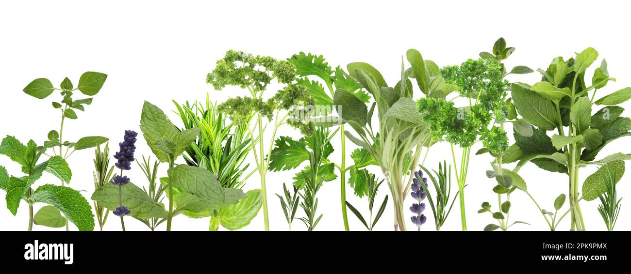 Many different aromatic herbs on white background, top view. Banner ...