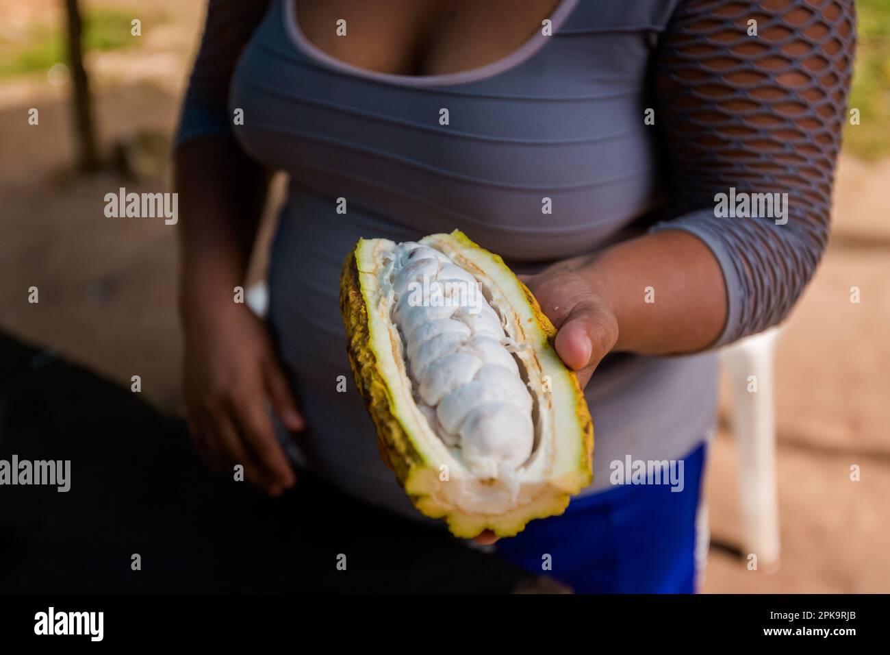 Fresh tasty cocoa fruit Agua Azul cascades park in Palenque, Mexico ...
