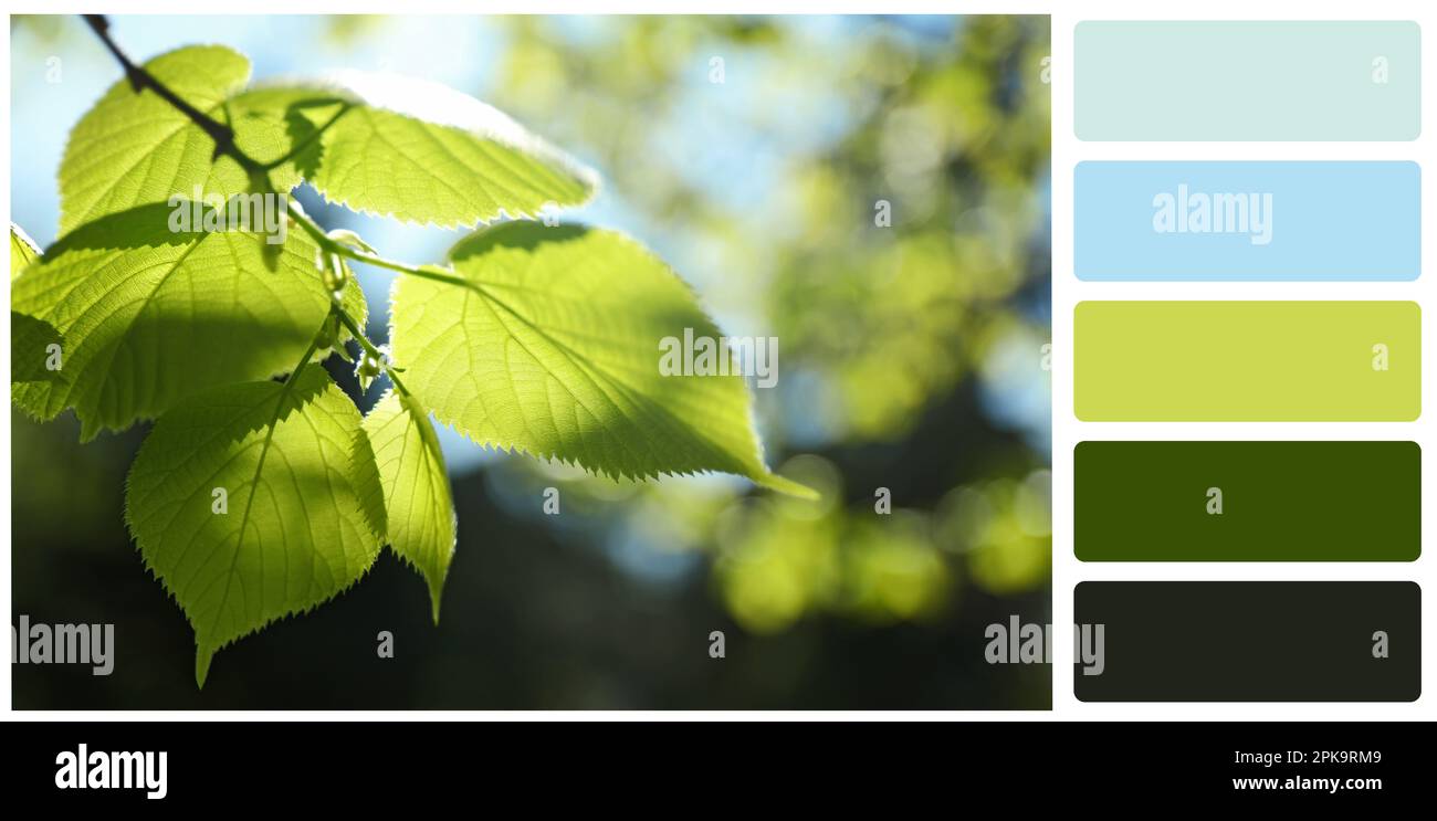 Color palette appropriate to photo of tree branch with green leaves ...