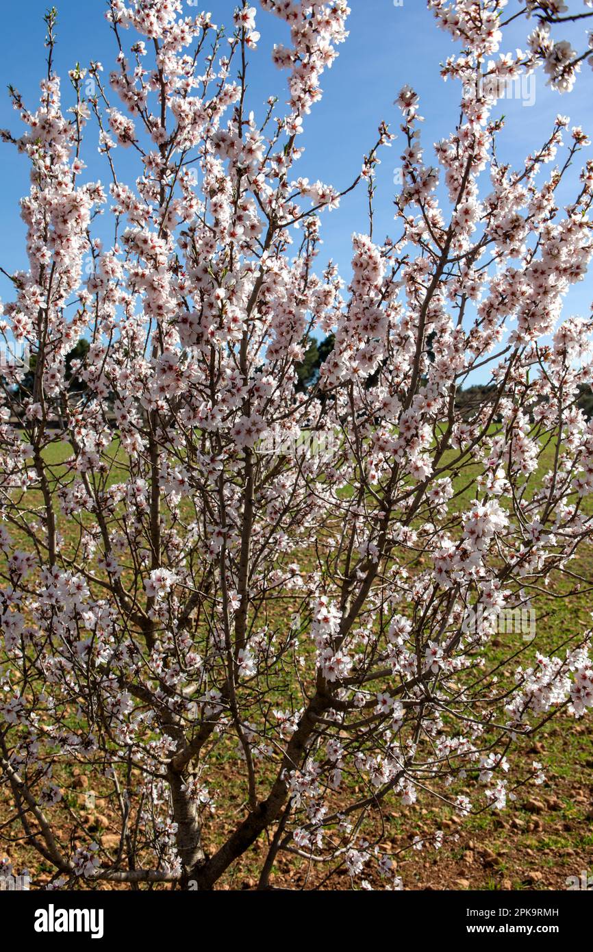 Almond tree blooming in a large field, this flower is one of the most ...