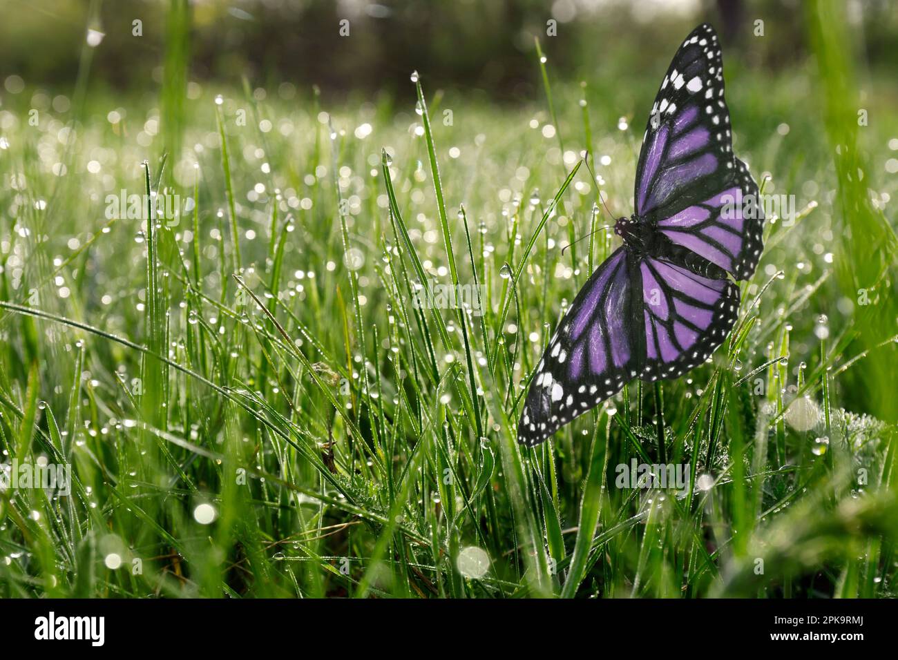 Fresh green grass with morning dew and beautiful butterfly, closeup ...