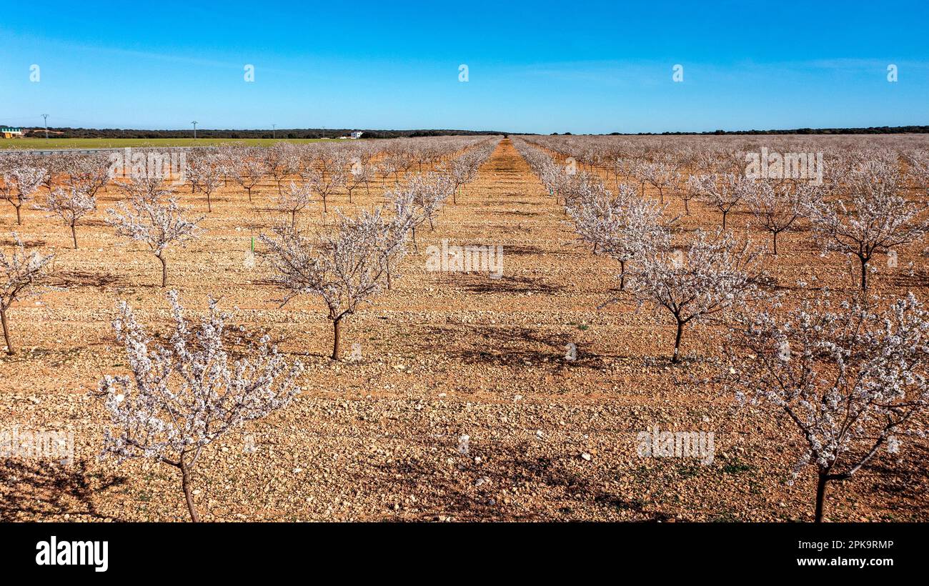 Extensive field of almond blossom trees from the view of a drone, this ...