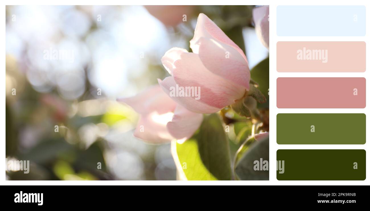 Color palette appropriate to photo of blossoming tree outdoors on ...