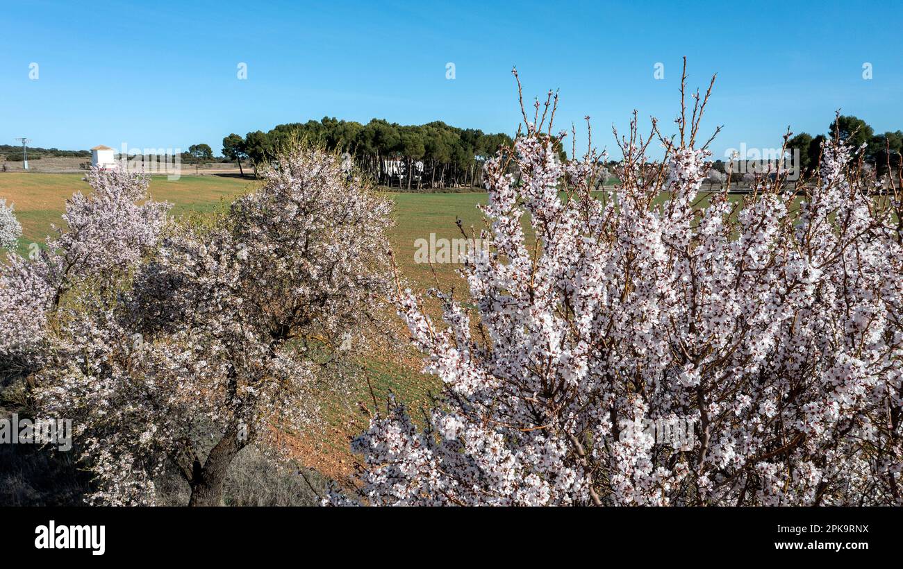 Almond trees blooming in a large field and seen from a drone, this ...