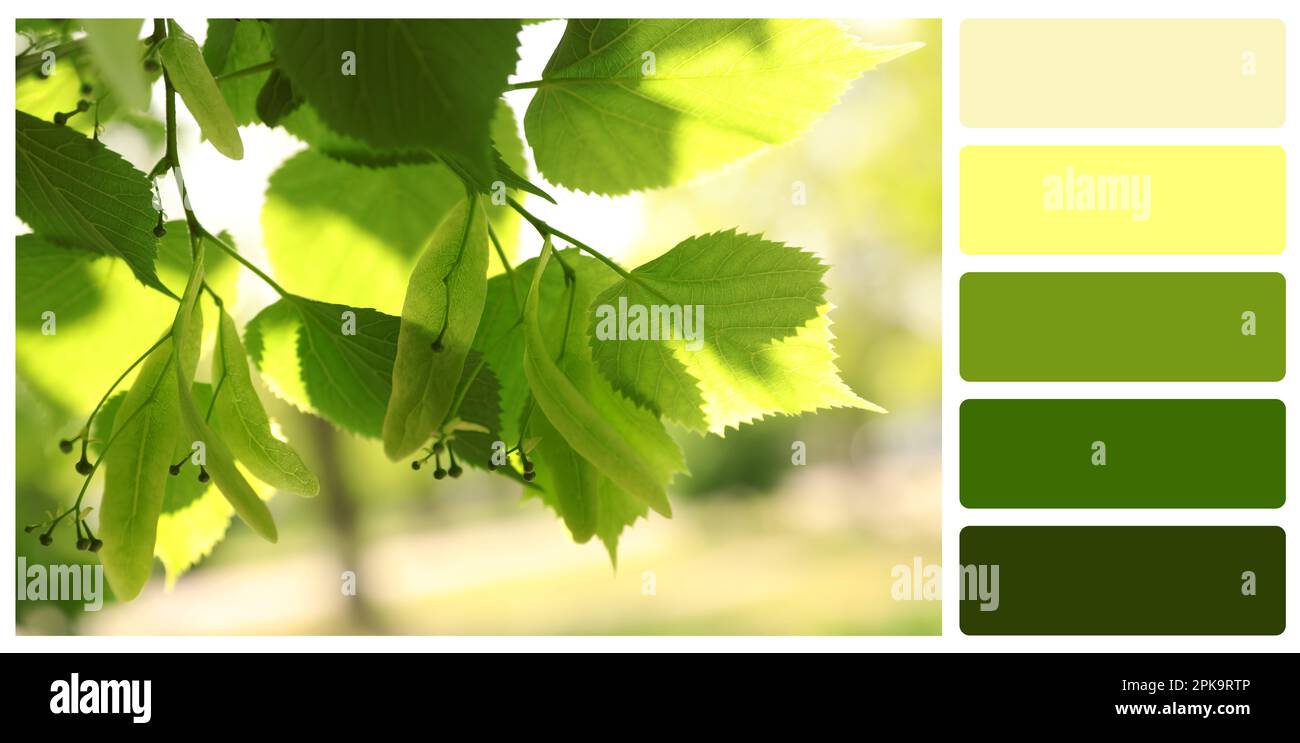 Color palette appropriate to photo of tree with fresh green leaves ...