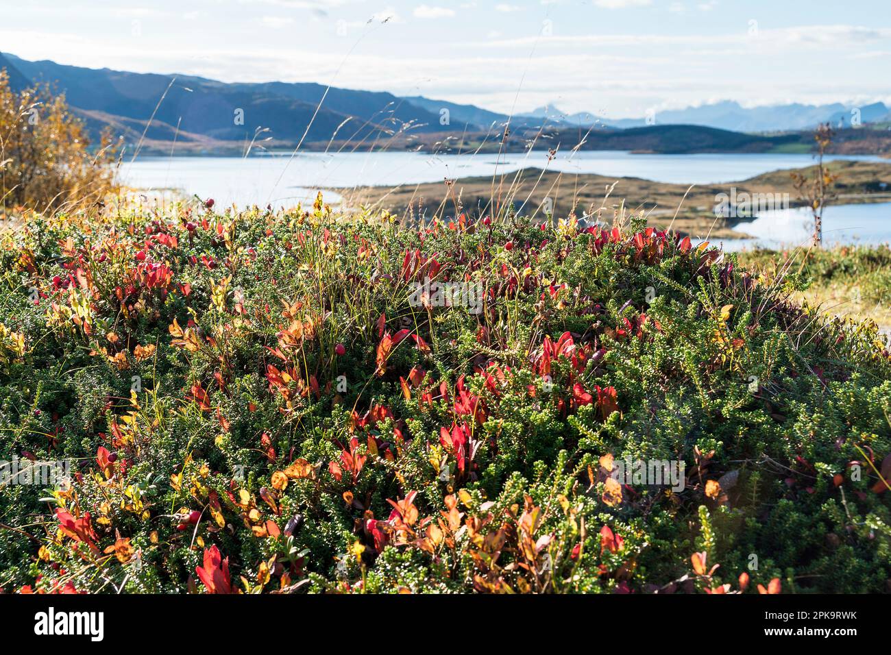 Norway, Lofoten, Bostad, Torvdalshalsen, rest area, viewpoint Stock ...