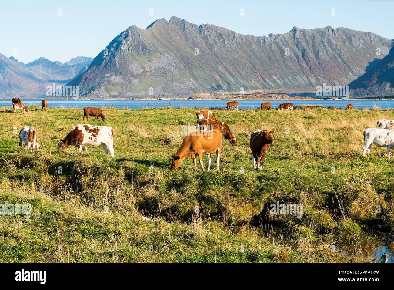 Norway, Lofoten, Gimsoy island, fjord landscape, agriculture, cows ...