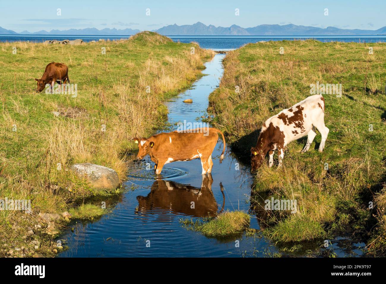 Norway, Lofoten, Gimsoy island, fjord landscape, agriculture, cows ...