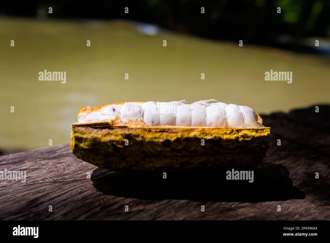Fresh tasty cocoa fruit Agua Azul cascades park in Palenque, Mexico ...