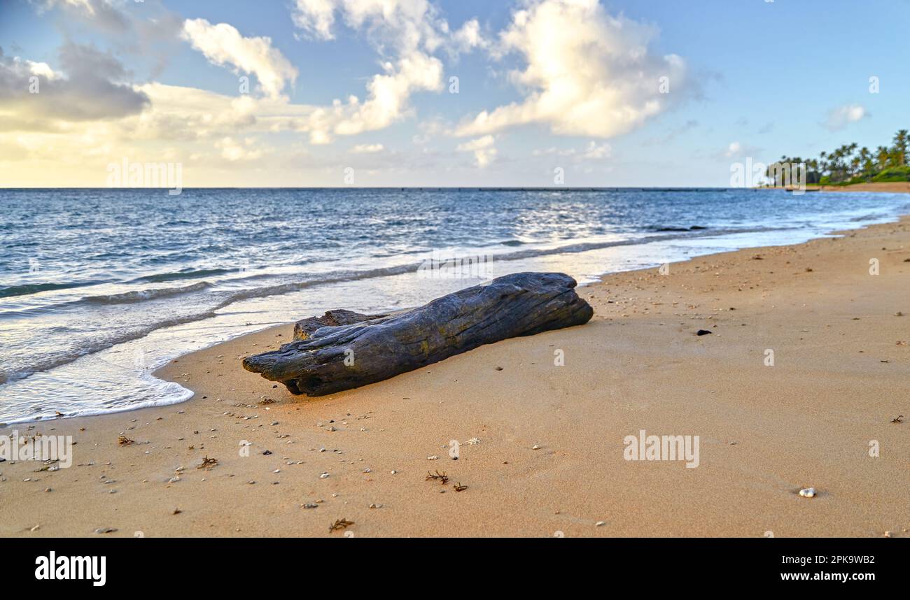 Drift Wood on the Beach Stock Photo - Alamy