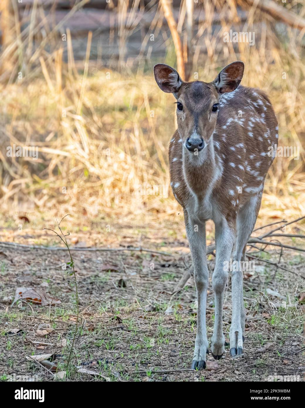 Buck spotted tail hi-res stock photography and images - Alamy