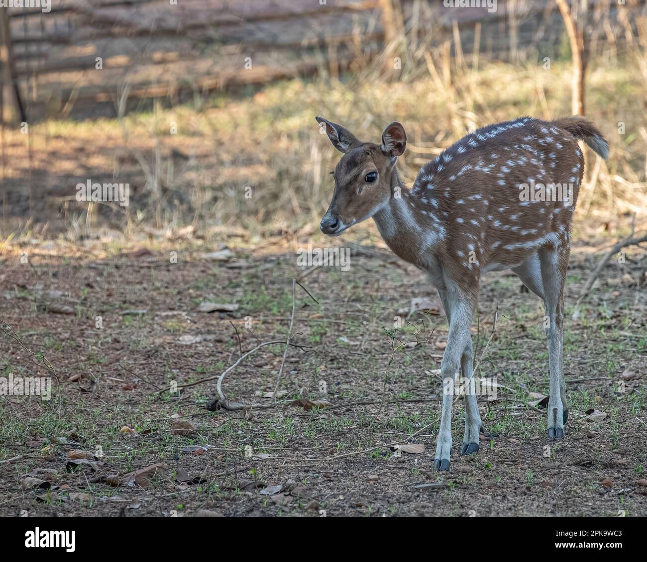 Buck spotted tail hi-res stock photography and images - Alamy