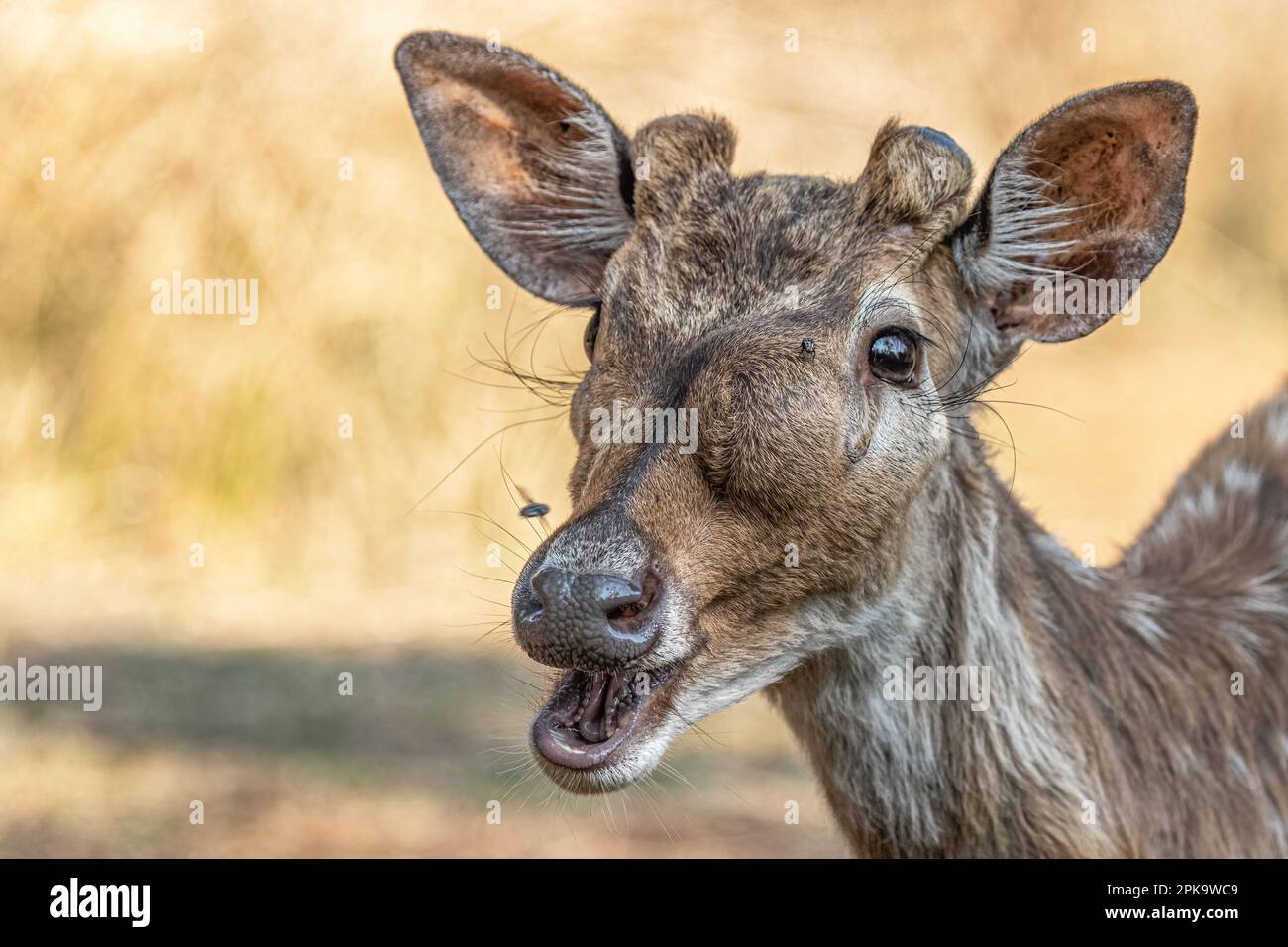 A Spotted Deer with a blister on its face Stock Photo - Alamy
