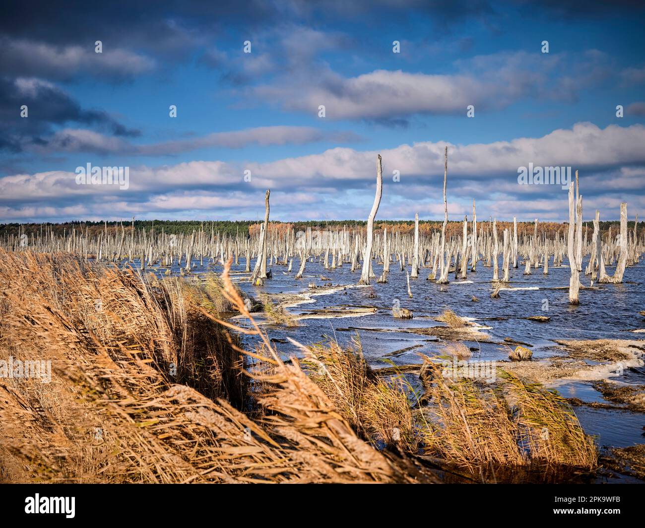 Usedom in autumn, nature reserve Peene valley, grotesque swamp ...