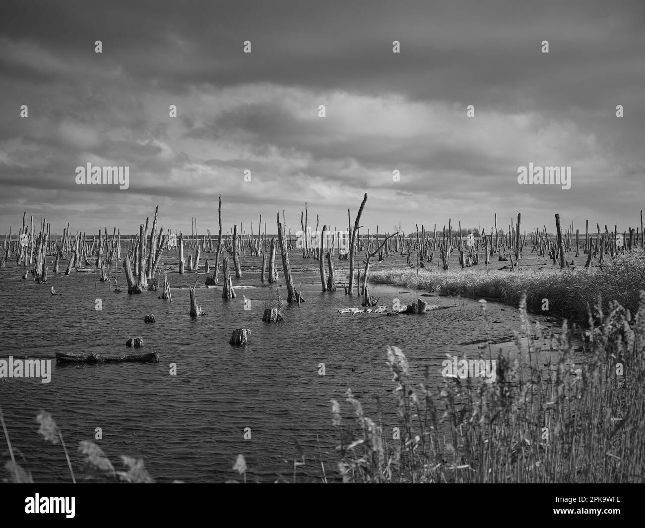 Usedom in autumn, nature reserve Peene valley, grotesque swamp ...