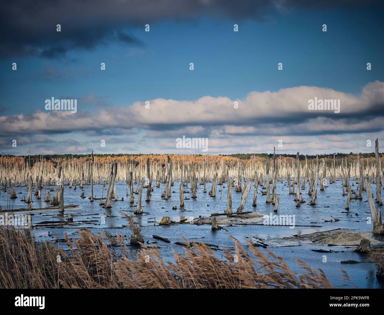 Grotesque swamp landscape hi-res stock photography and images - Alamy