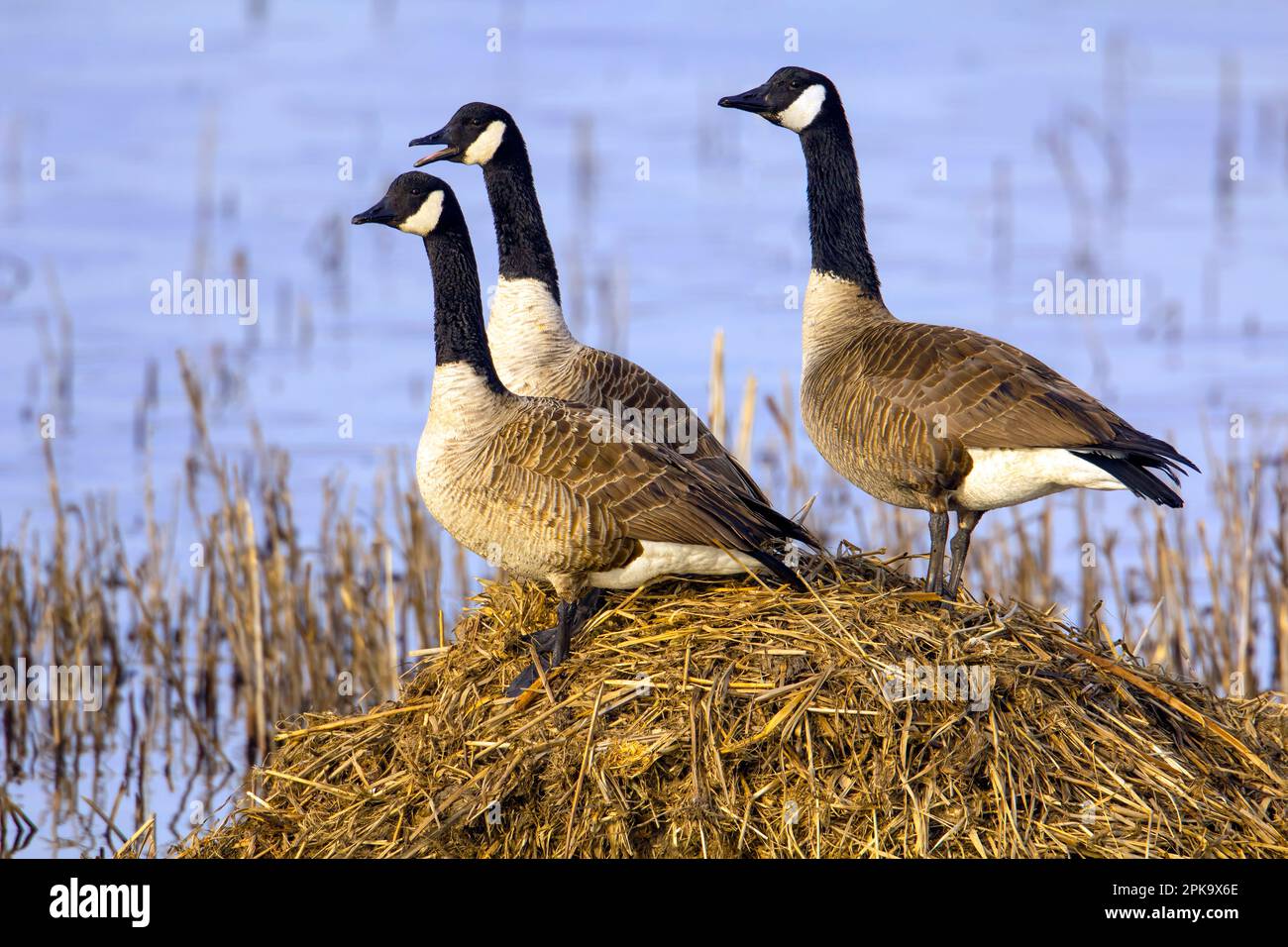 Winter Salt Marsh At Bombay Hook National Wildlife Refuge Stock Photo ...