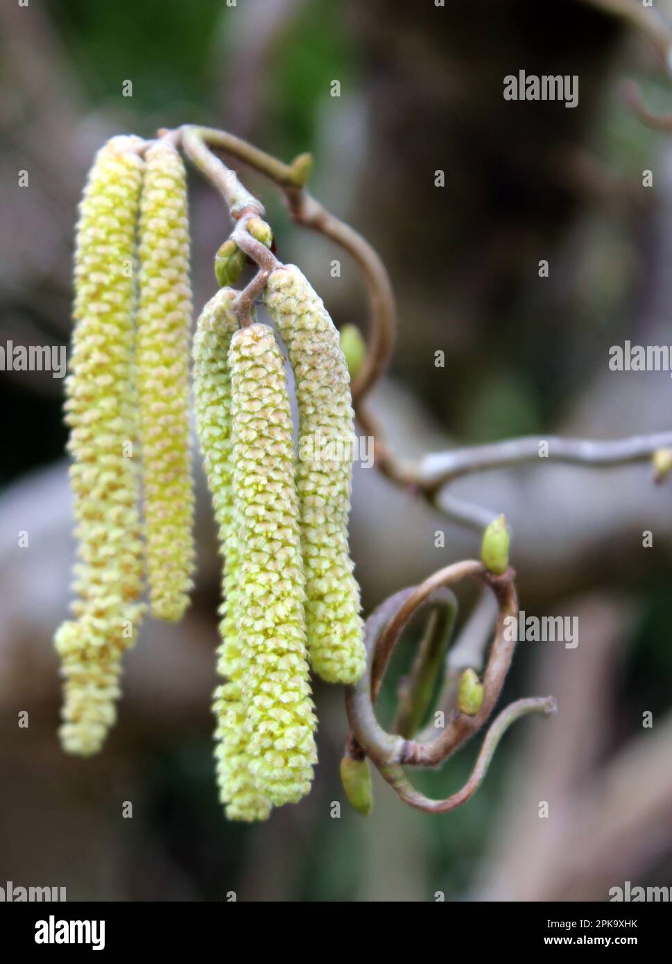 Hanging catkins on a corkscrew hazel tree (corylus avellana contorta ...