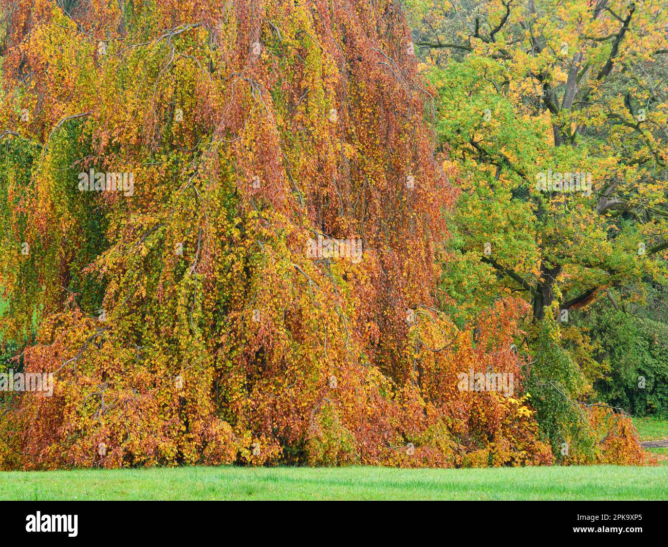 Weeping beech tree hi-res stock photography and images - Alamy