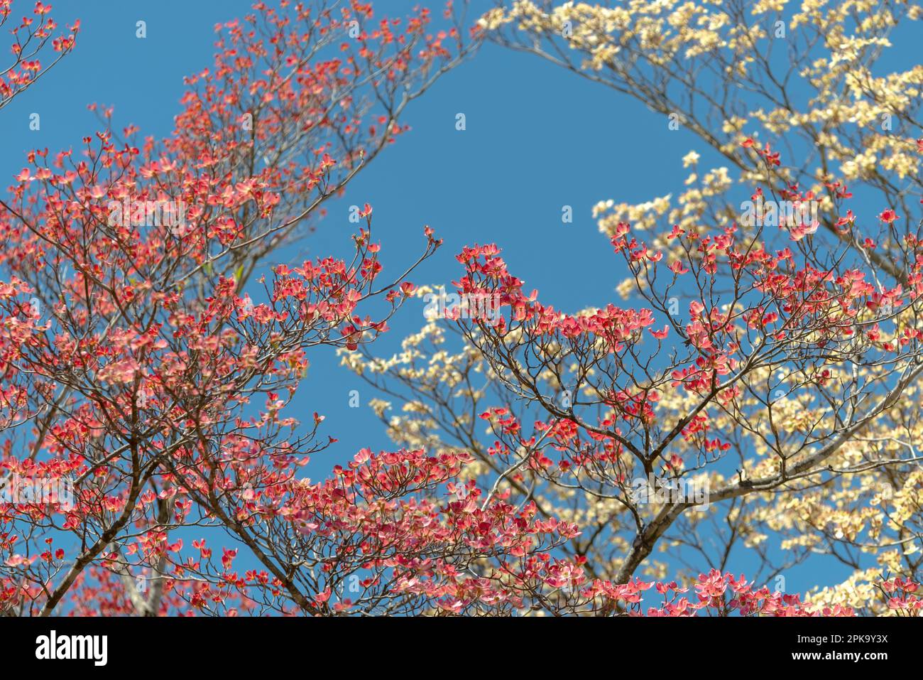 White dogwood trees hi-res stock photography and images - Alamy