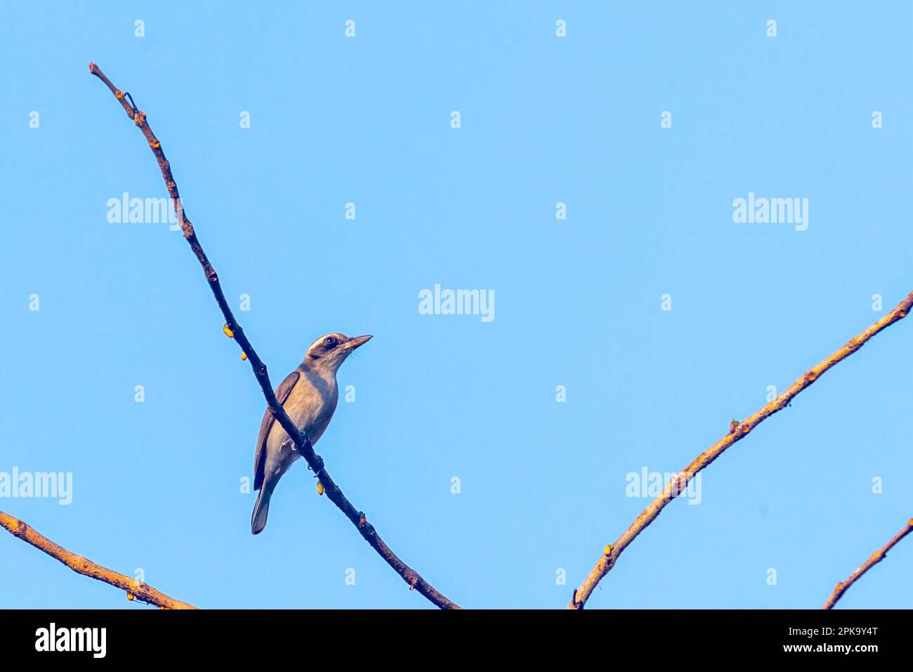 A common wood shrike resting on a tree Stock Photo - Alamy