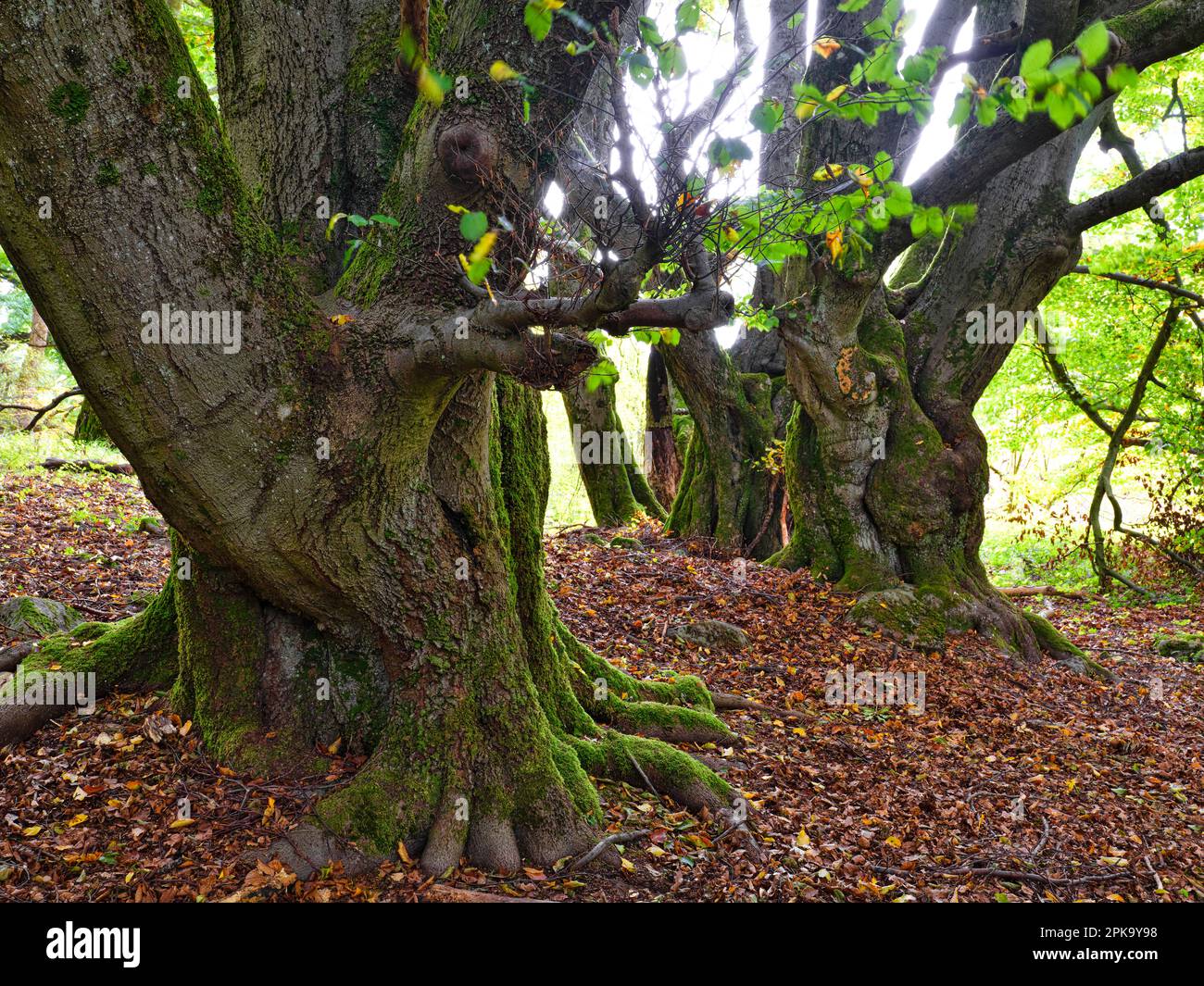 Europe, Germany, Hesse, Westerwald, Lahn-Dill-Bergland, old hute ...