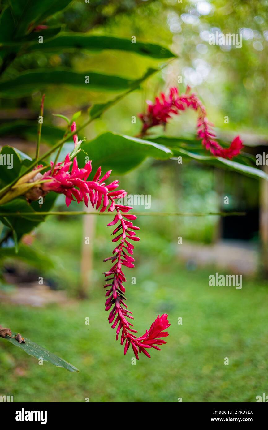 Beautiful floral detail in Palenque, Mexico. Vivid nature of Chiapas ...