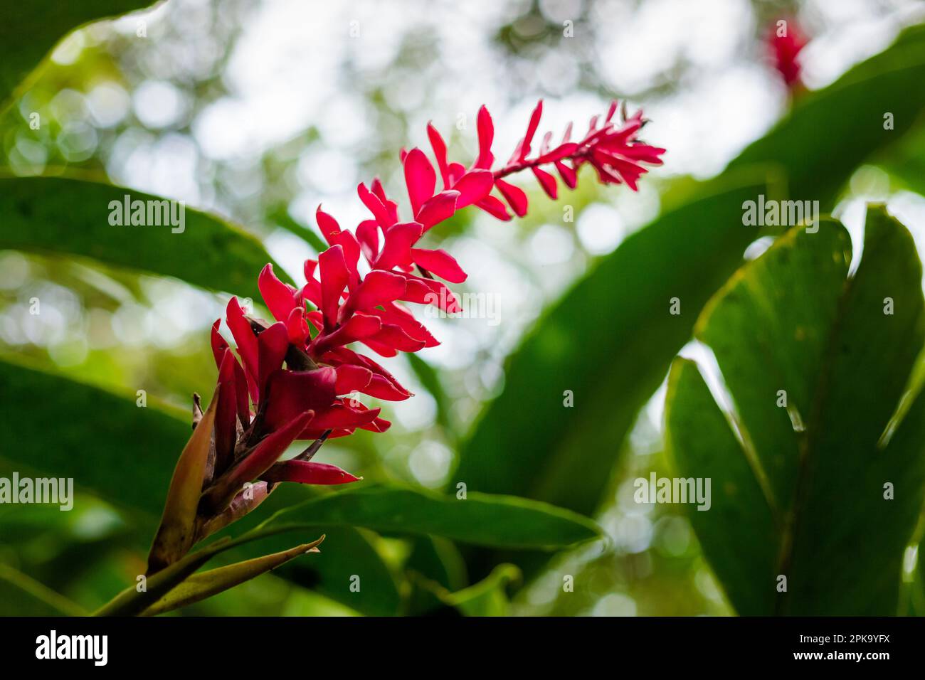 Beautiful floral detail in Palenque, Mexico. Vivid nature of Chiapas ...