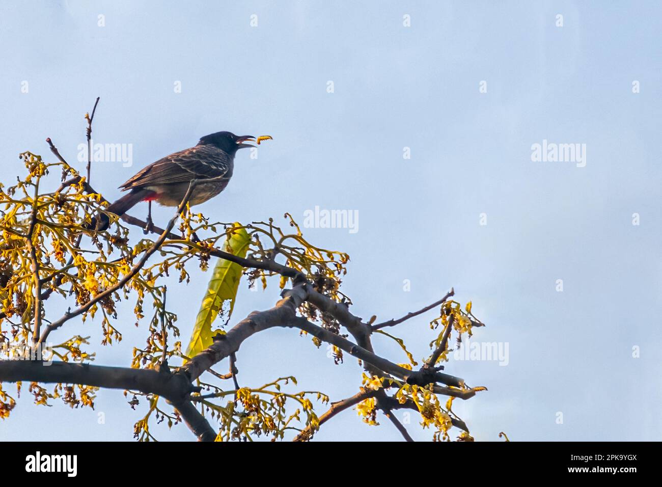 A Red Vented Bulbul having food Stock Photo - Alamy