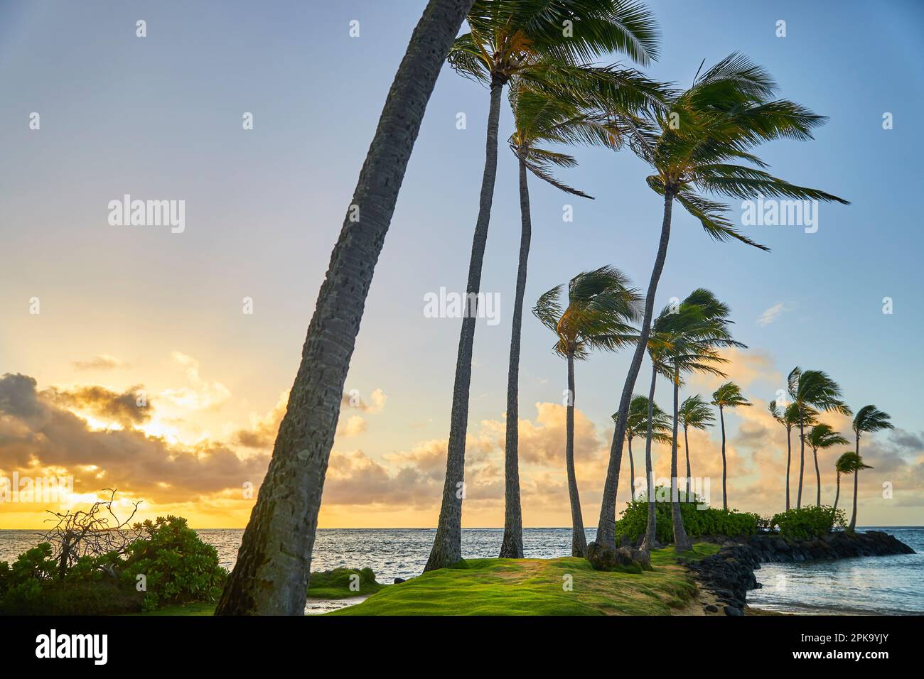 Morning Light on Isolated Palm Trees Stock Photo - Alamy