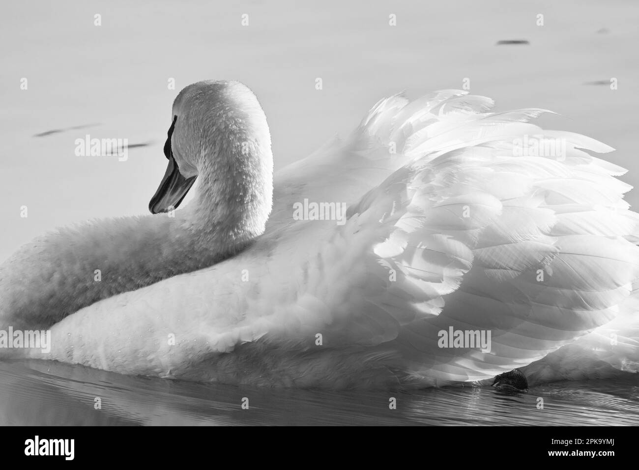 Das Bow Black Swan
