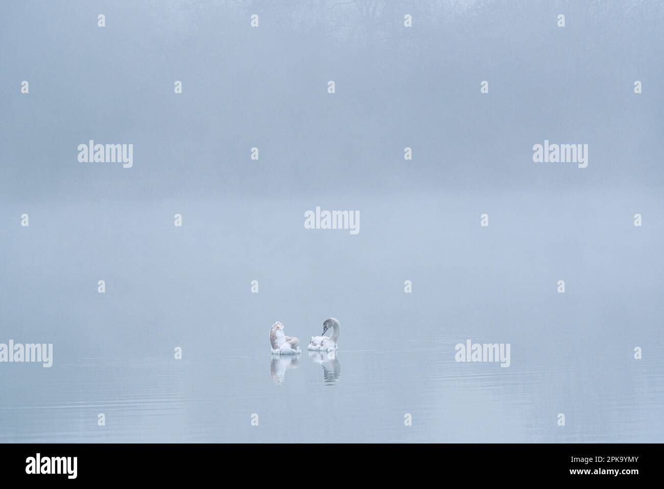 Young swans in fog hi-res stock photography and images - Alamy