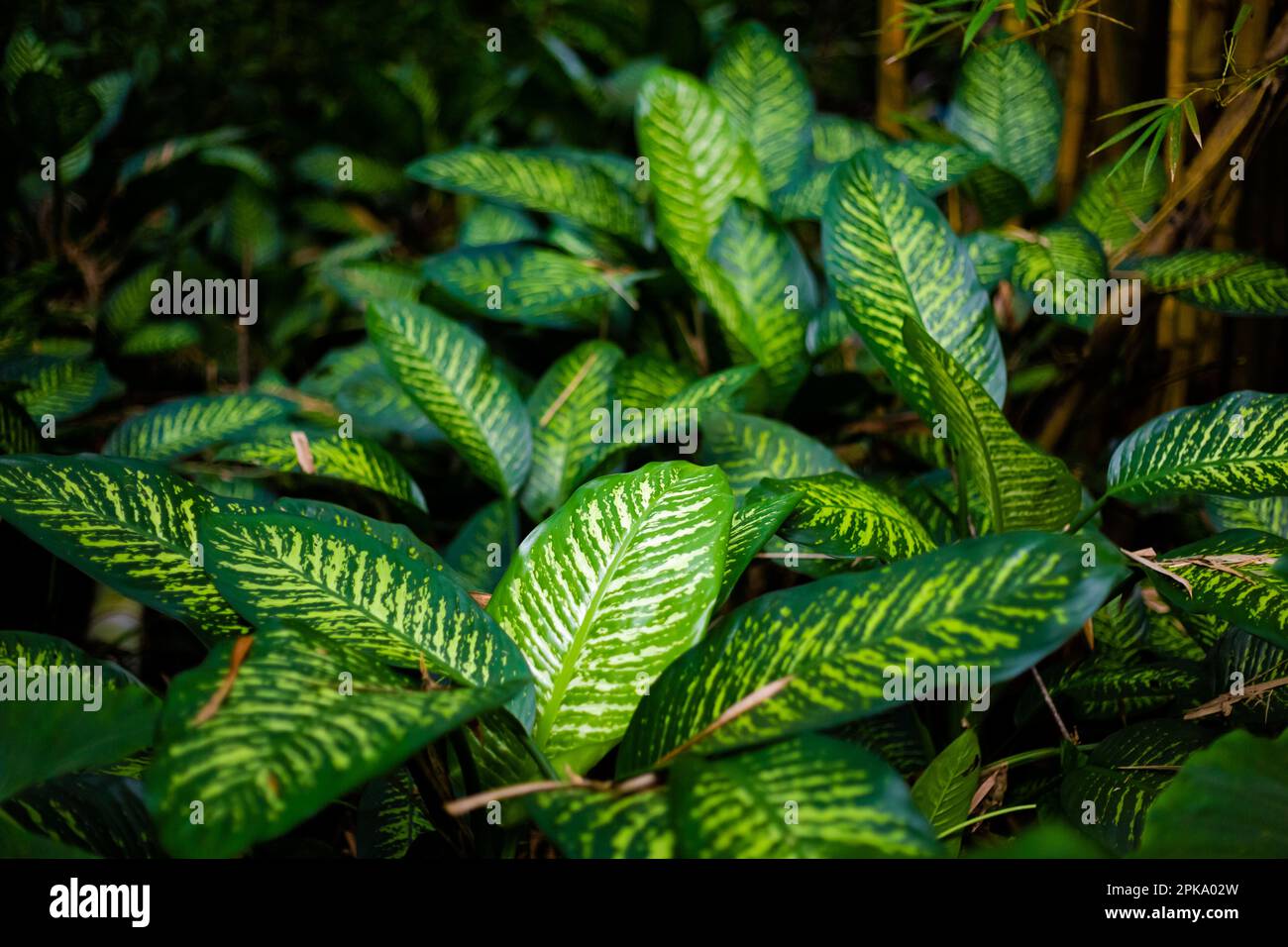 Beautiful floral detail in Palenque, Mexico. Vivid nature of Chiapas ...