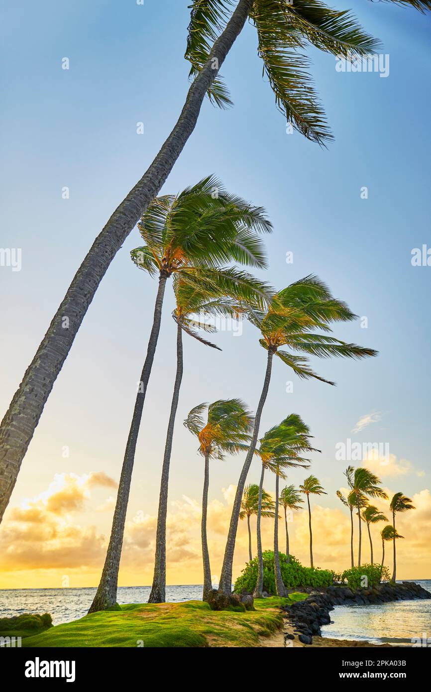 Morning Light on Isolated Palm Trees Stock Photo - Alamy