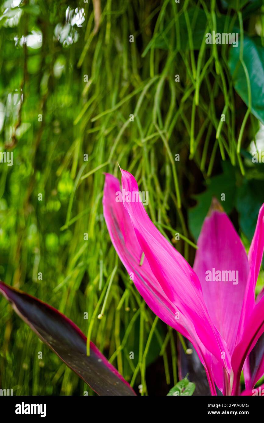 Beautiful floral detail in Palenque, Mexico. Vivid nature of Chiapas ...