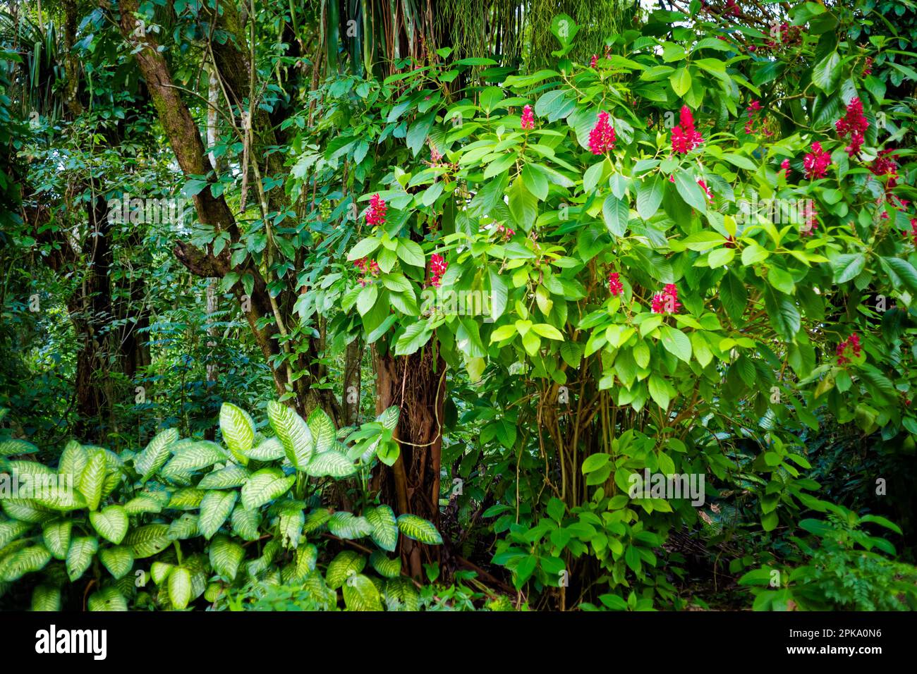 Beautiful floral detail in Palenque, Mexico. Vivid nature of Chiapas ...