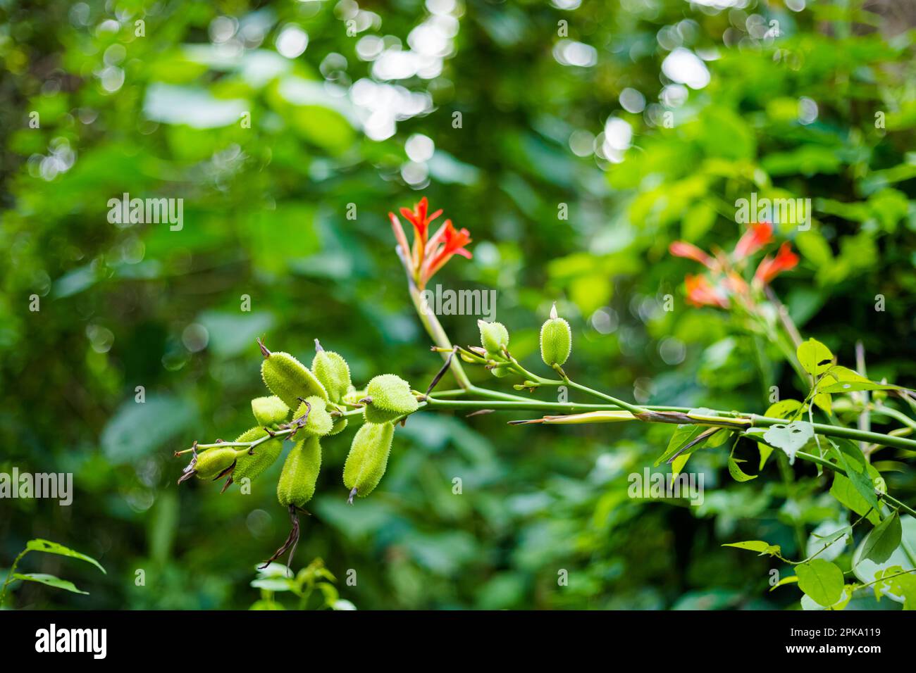 Beautiful floral detail in Palenque, Mexico. Vivid nature of Chiapas ...